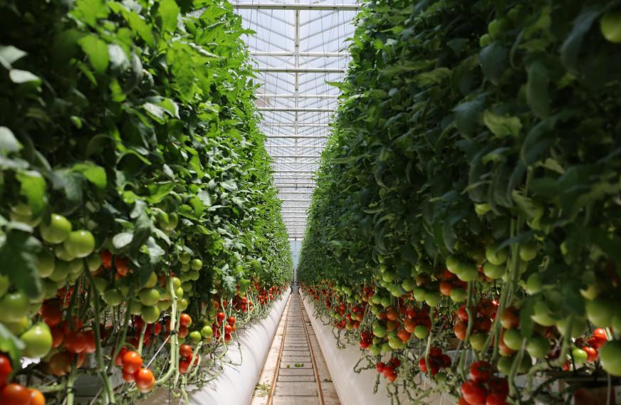 Our Farms | Pure Harvest